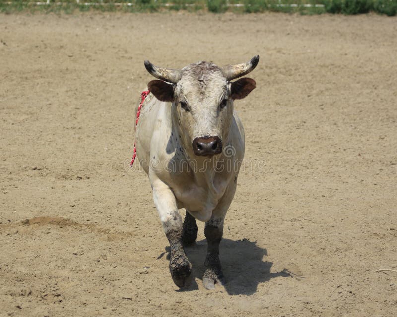 Toro del rodeo foto de archivo. Imagen de vaquero, rodeo - 94412948