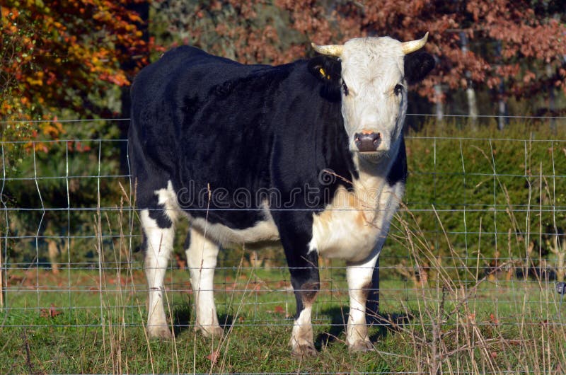 Bestiame Del Frisone Dell'Holstein Che Sta Nel Granaio Fotografia Stock ...