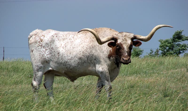 Toro della mucca texana immagine stock. Immagine di pascolo - 819483