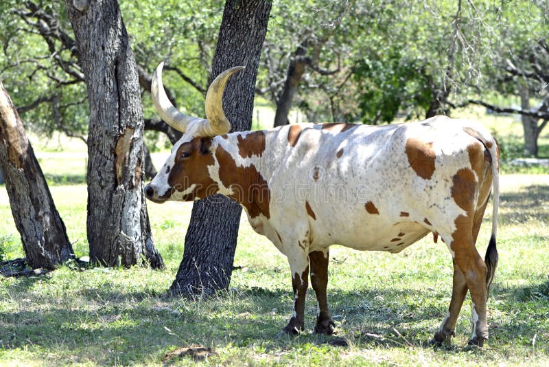 Mucca Texana Bull Del Texas Immagine Stock - Immagine di bestiami ...