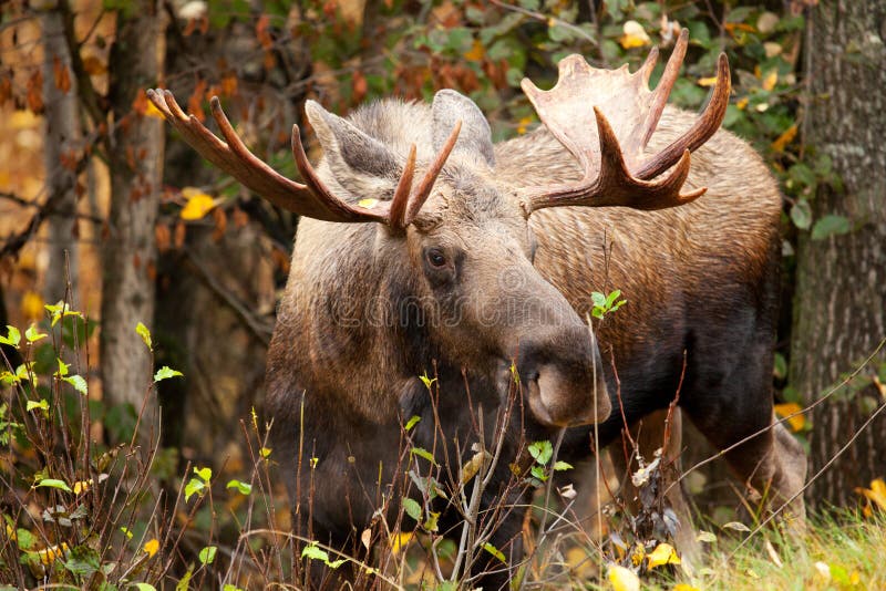 Toro delle alci, Alaska, U fotografia stock. Immagine di alaska - 77105304