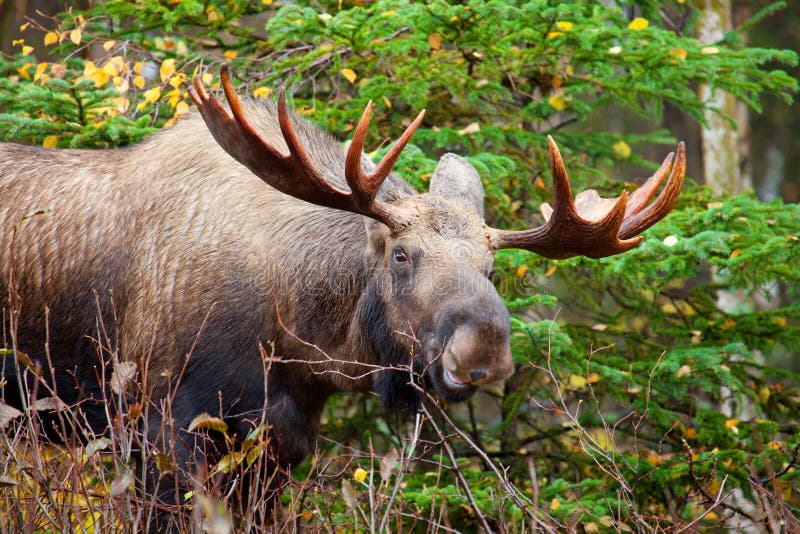 Alci dell'Alaska Bull immagine stock. Immagine di toro - 22293219