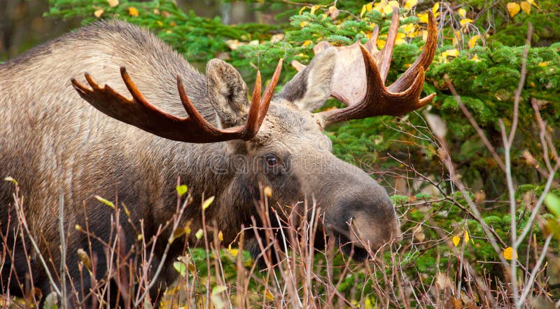 Toro Delle Alci, Alaska, U.S.a. Fotografia Stock - Immagine di natura ...