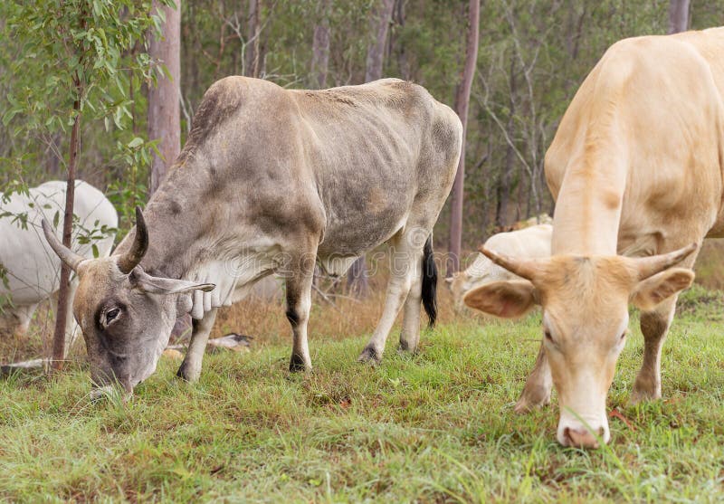 Mucca Con I Bovini Da Carne Allevati Australiani Dei Corni Immagine ...