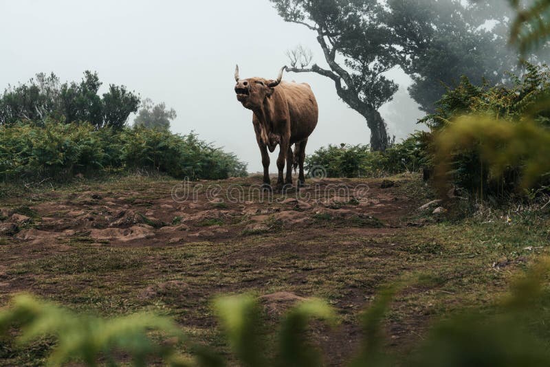 Toro En Un Bosque Nublado En Madeira. Imagen de archivo - Imagen de ...