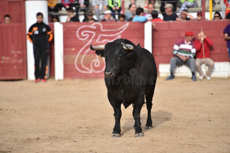 Toro español imagen de archivo. Imagen de animal, españa - 116580845