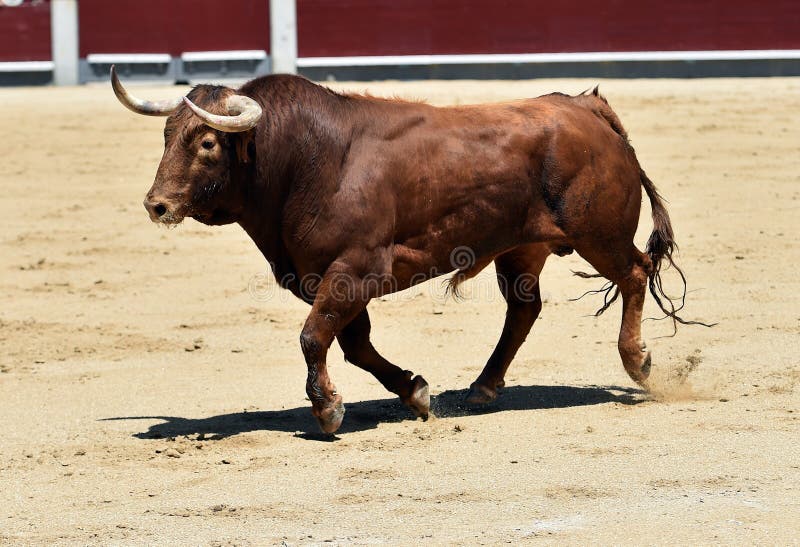 Toro Español En Plaza De Toros Imagen de archivo - Imagen de animal ...