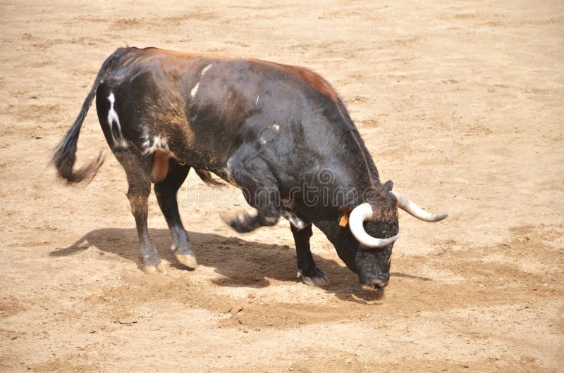 Toro Español En Una Plaza De Toros Foto de archivo - Imagen de torero ...