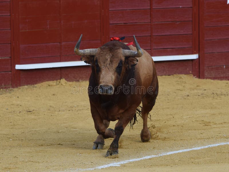 Toro stock image. Image of lidia, espaol, spanish, toro - 129762241