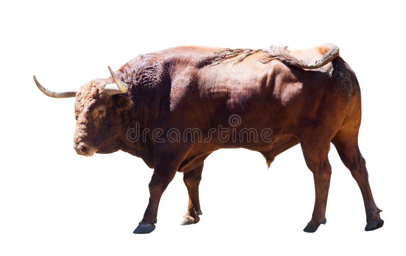 Toro Grande, Aislado Sobre Blanco Imagen de archivo - Imagen de estribo ...
