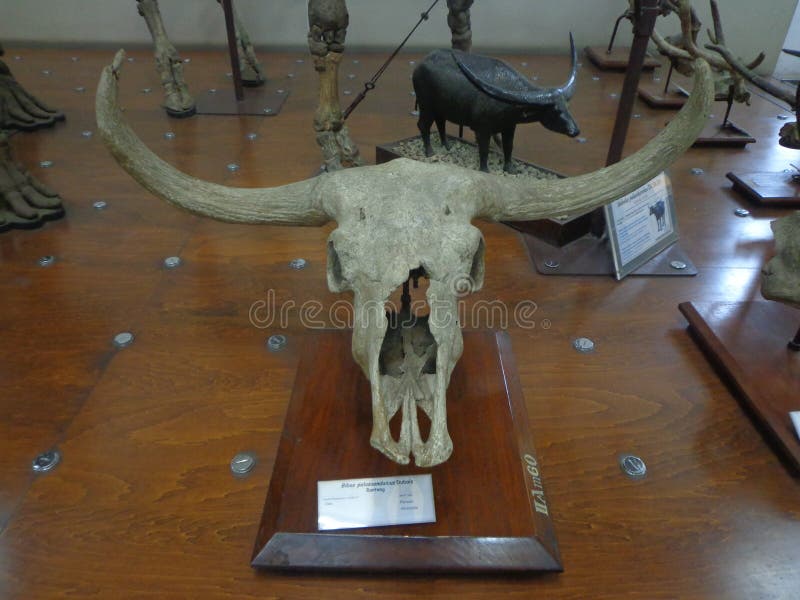 Toro head in the museum editorial stock photo. Image of machine - 227158113