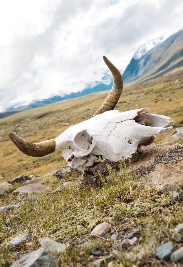 Toro muerto del cráneo foto de archivo. Imagen de imagen - 10381618