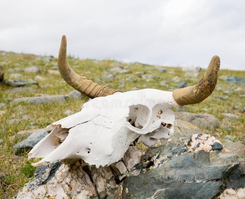 Toro muerto del cráneo imagen de archivo. Imagen de calor - 10867559
