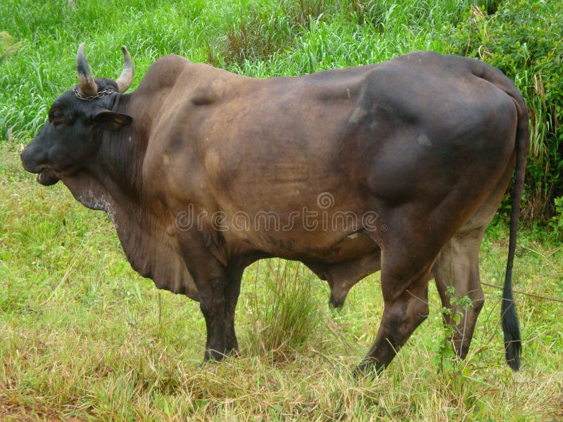 Toro negro imagen de archivo. Imagen de negro, toro, pasto - 16945515