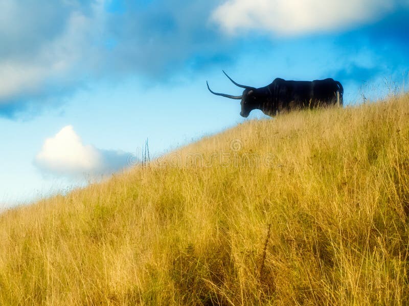 Toro negro imagen de archivo. Imagen de rancho, animal - 27604667