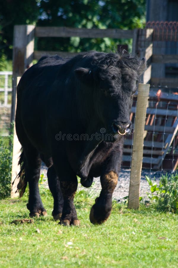 Toro Negro Imagen. Imagen: 5569343