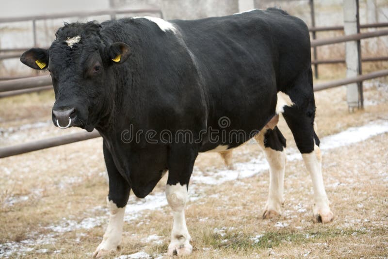 Toro negro imagen de archivo. Imagen de nuevo, manada - 7372141