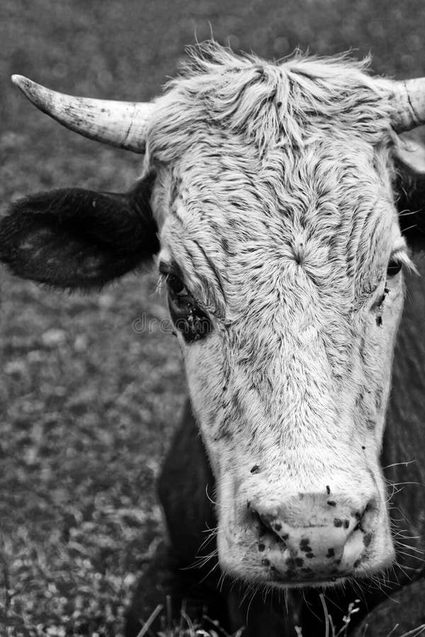 Toro Principal En Blanco Y Negro Foto de archivo - Imagen de cubo ...