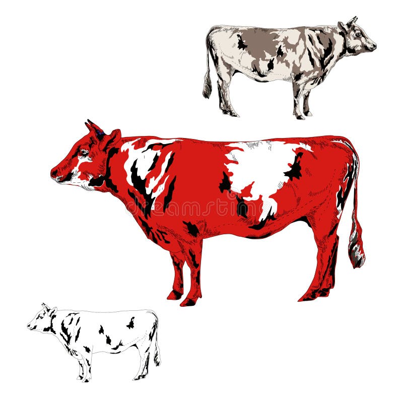 Toro rojo ilustración del vector. Ilustración de ganados - 21165967