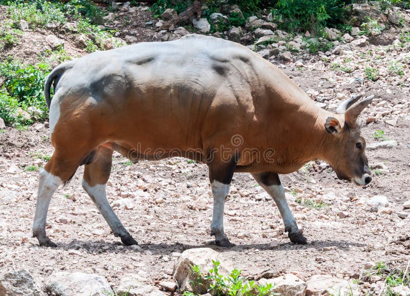 Toro rojo joven foto de archivo. Imagen de negro, verde - 31410104