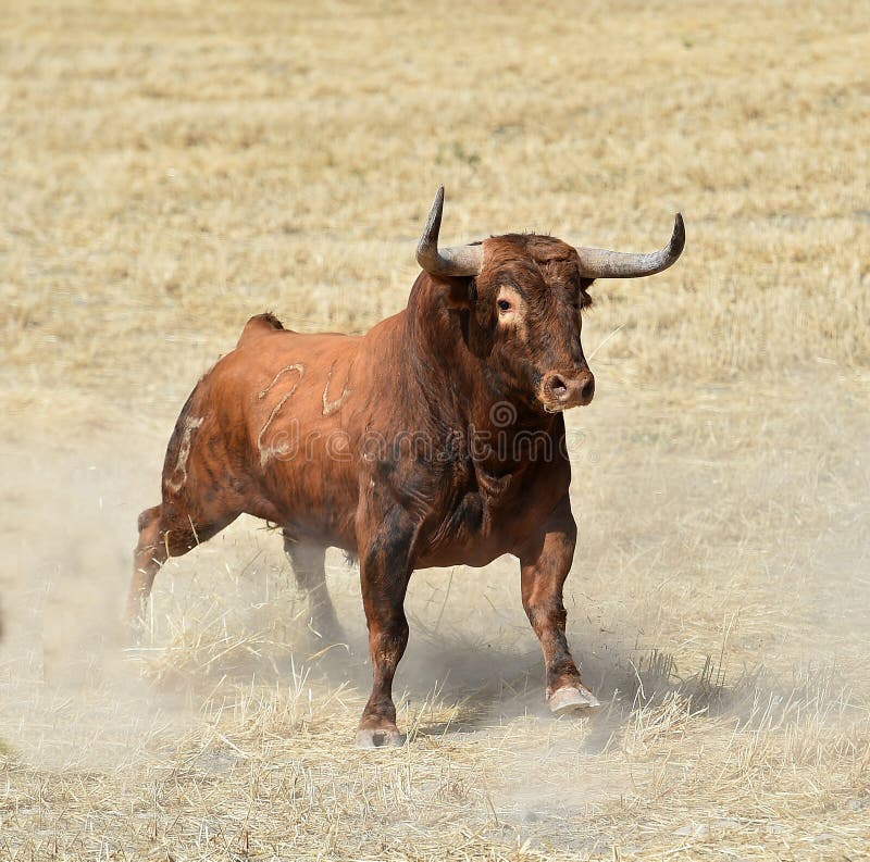 Toro in Spagna Con I Grandi Corni Immagine Stock - Immagine di pericolo ...