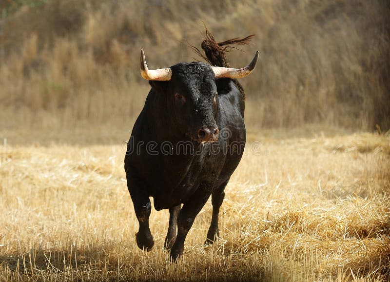 Toro stock photo. Image of ganado, bullring, toro, fierce - 92113664