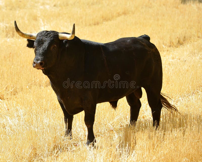 Toro stock photo. Image of ganado, bullring, toro, fierce - 92113664