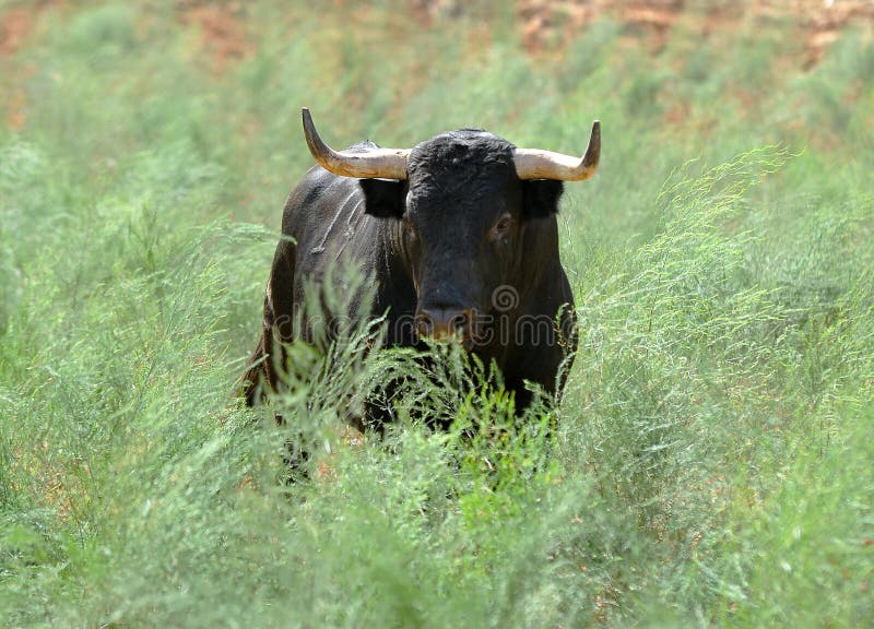Toro stock photo. Image of enojado, bull, bravo, bravery - 93071018