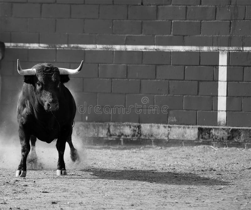 Toro stock image. Image of horns, ganado, ferocious, espaaplusmn - 93071091