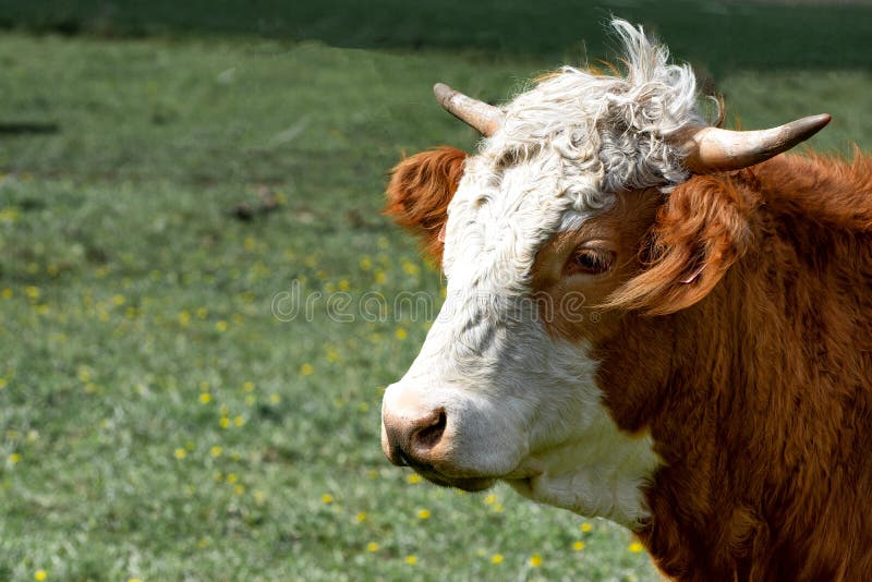 Toro, vaca, en el campo foto de archivo. Imagen de vaca - 166099036