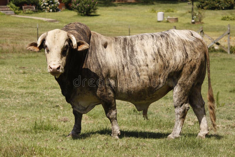 Toro viejo y curtido foto de archivo. Imagen de rural - 13254254