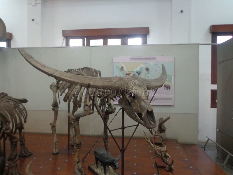 Toro from Woods in the Museum Editorial Photography - Image of museum ...