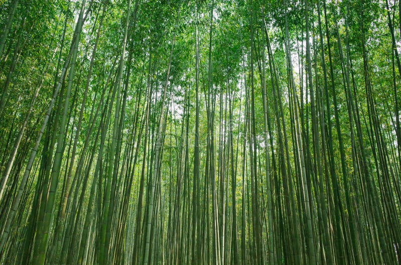 Torokko saga bamboo forest stock image. Image of spring - 93511443