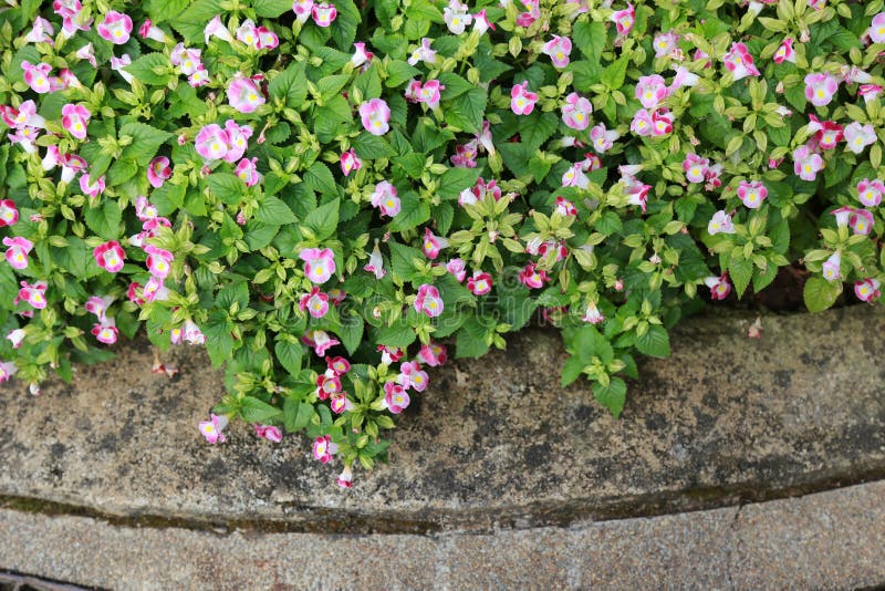 Toronia Flowers Bloom in a Flower Bed with Concrete in the Background ...