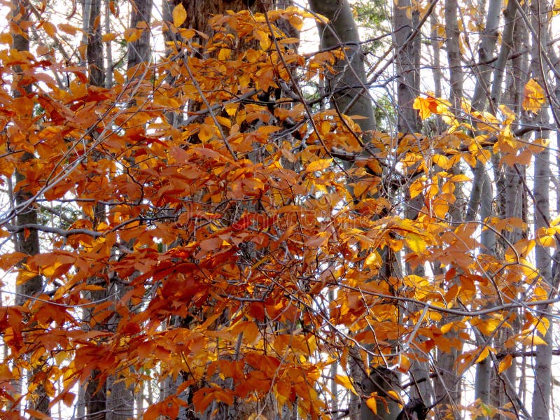 Toronto autumn forest 2016 stock image. Image of brake - 80591877