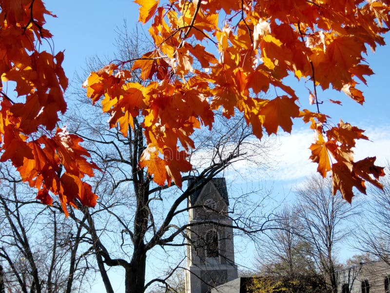 Toronto autumn leaves 2016 stock image. Image of gold - 80591917