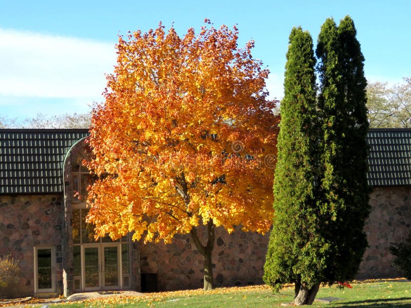 Toronto Beautiful Trees 2016 Stock Photos - Free & Royalty-Free Stock ...