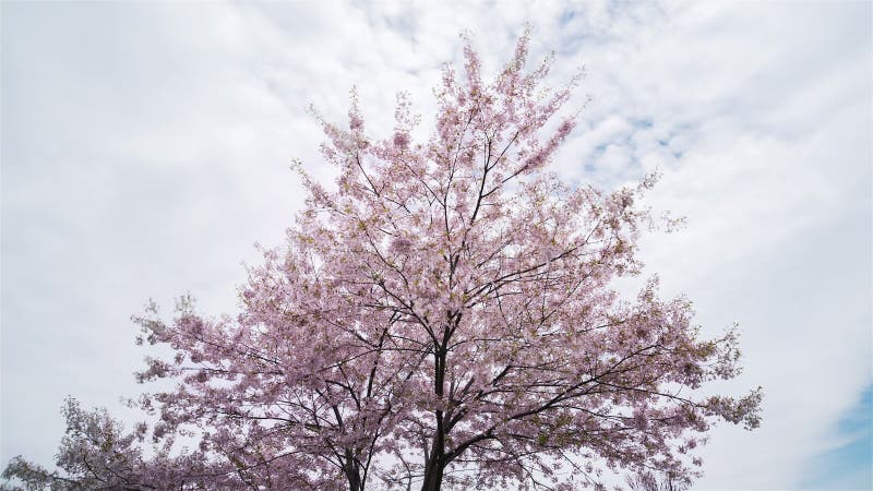 Toronto, Canada, Time Lapse - a Cherry Tree in Cedarvale Park during ...