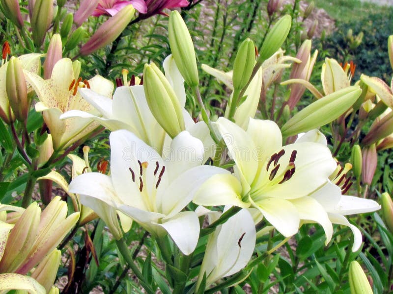 Shocking Lily Stock Photos - Free & Royalty-Free Stock Photos from ...