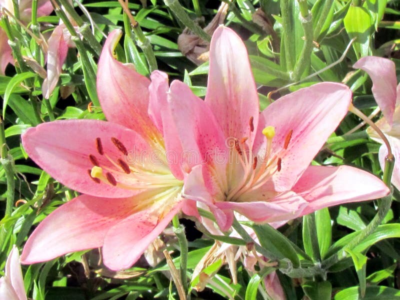 Toronto Garden Unique Lily 2014 Stock Photos - Free & Royalty-Free ...