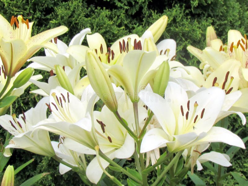 Toronto-Garten Robina Lily 2014 Stockfoto - Bild von blume, tollkirsche ...