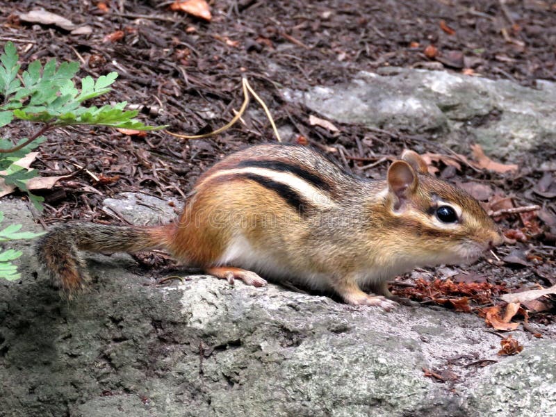 Beautiful Chipmunk stock photo. Image of holding, full - 49050990