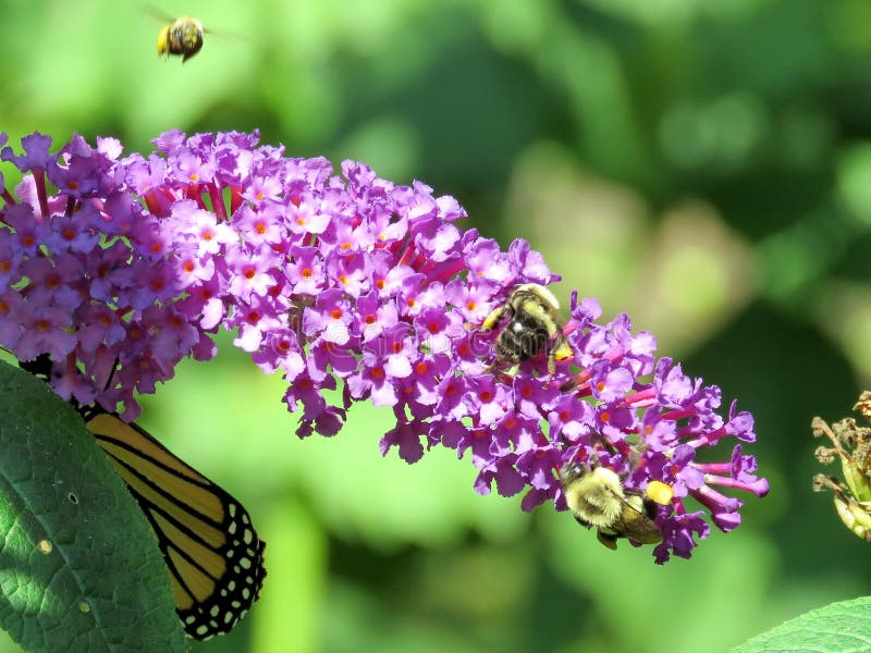 Toronto High Park Bees and Monarch on a Buddleja Flower 2017 Stock ...