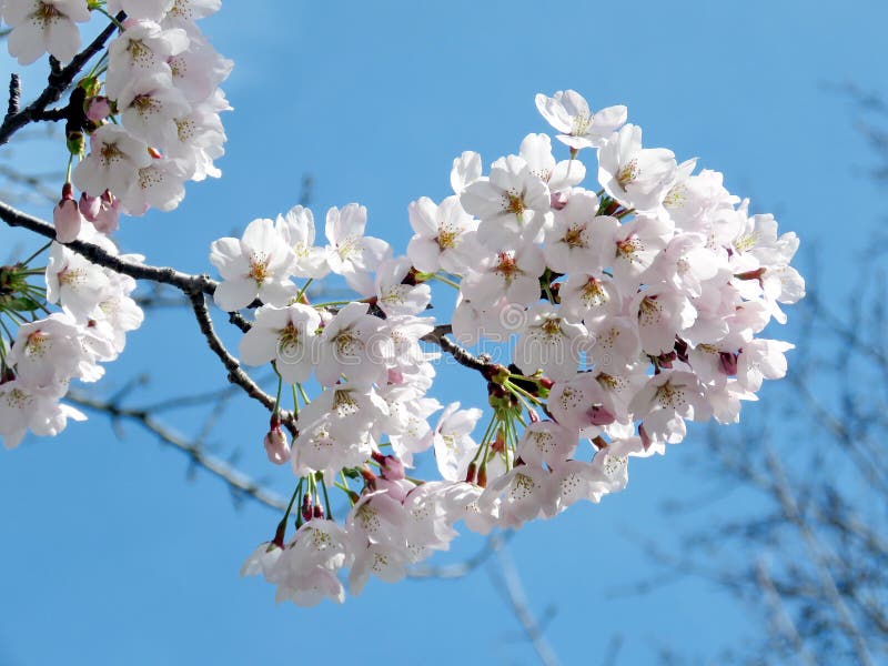 Toronto High Park the Cherry Blossom Flowers 2017 Stock Image - Image ...