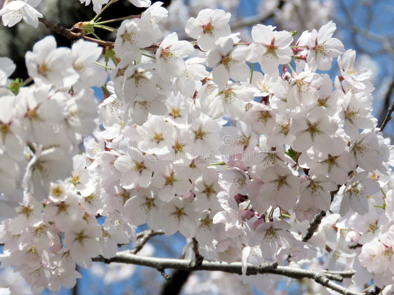Toronto High Park the Cherry Flowers 2017 Stock Photo - Image of spring ...
