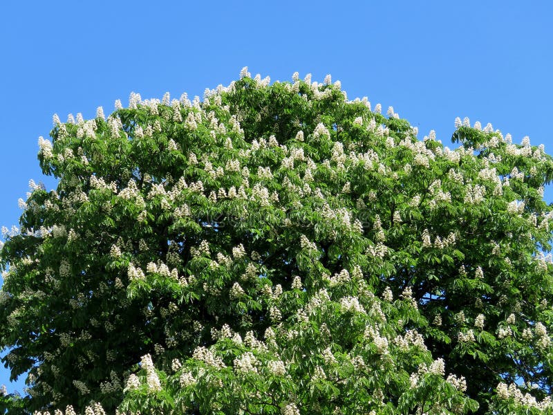 Toronto High Park Chestnut Flowers 2017 Stock Photo - Image of bloom ...