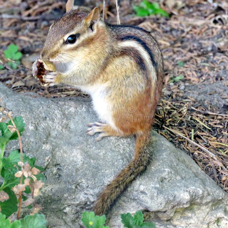 Toronto High Park the Chipmunk May 2016 Stock Photo - Image of curious ...