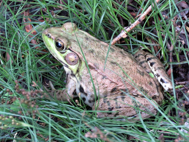Toronto High Park Frog 2017 Stock Image - Image of animal, colorful ...