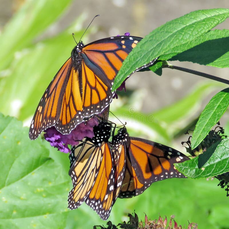 Toronto High Park the Monarchs 2018 Stock Photo - Image of wildlife ...