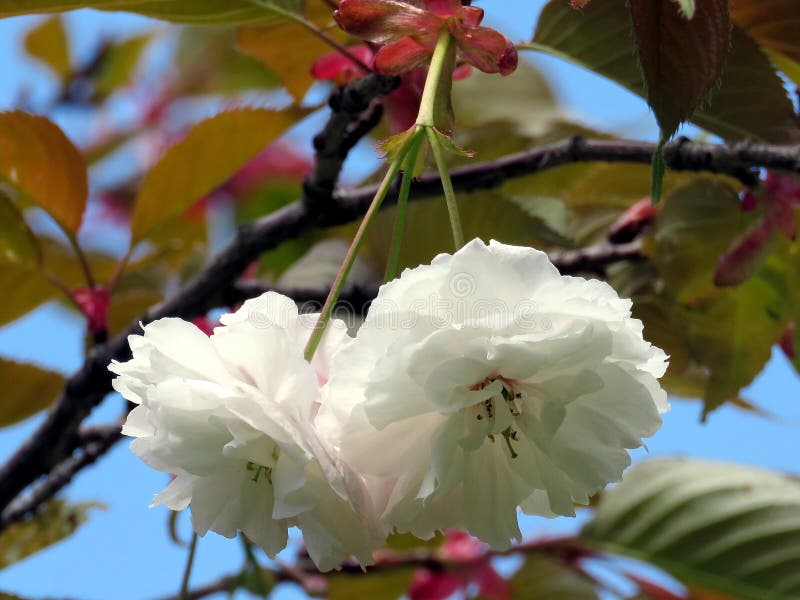 Toronto High Park Sakura Flower 2016 Stock Image - Image of nature ...